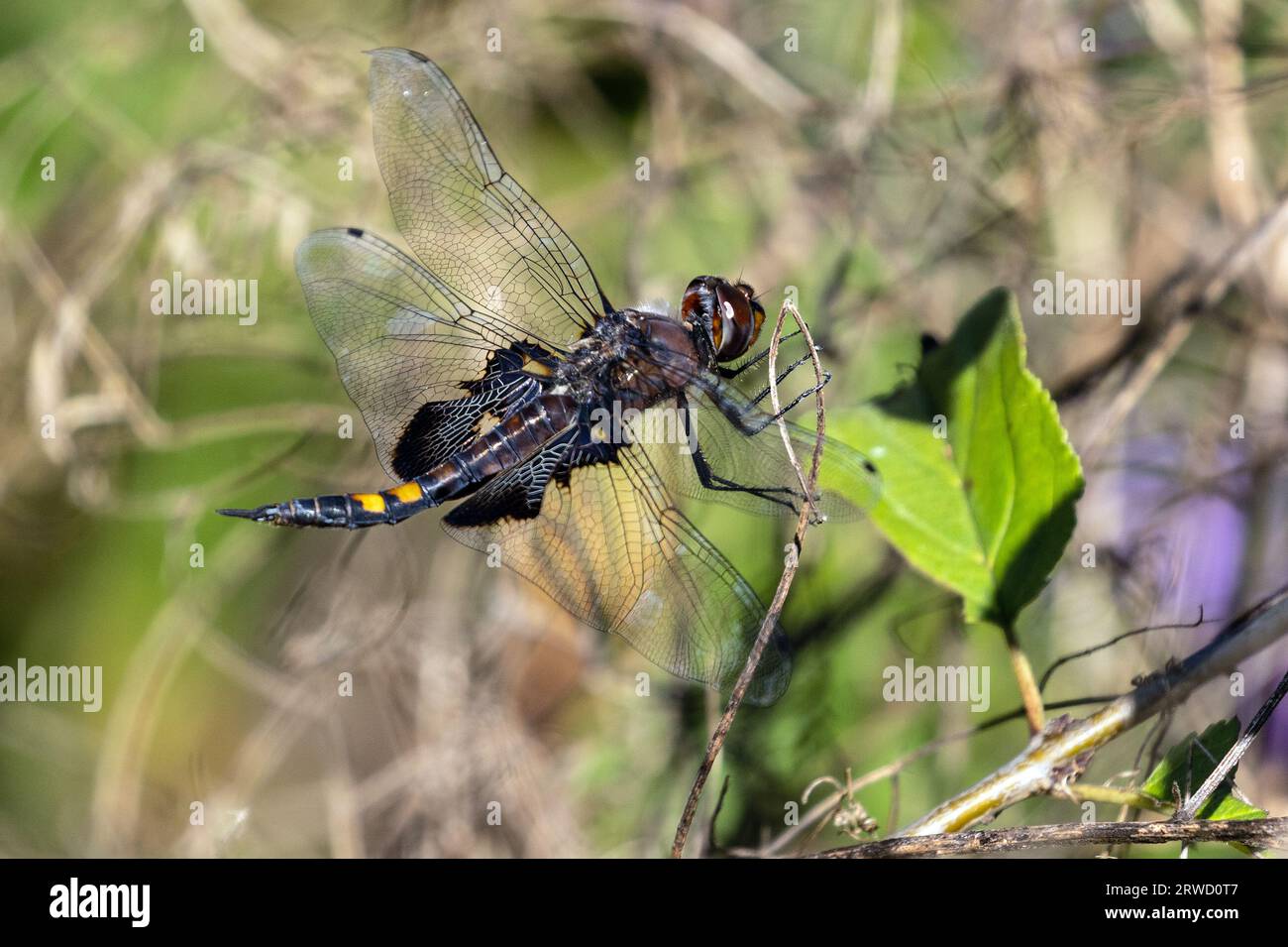 Closeup of Black Saddlebags Dragonfly perching, Presqu'ile Provincial ...