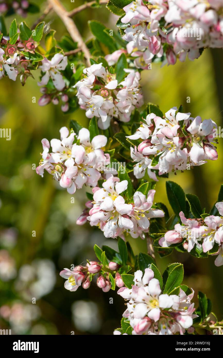 Close up of pink and white escallonia Langleyensis flowers in bloom ...