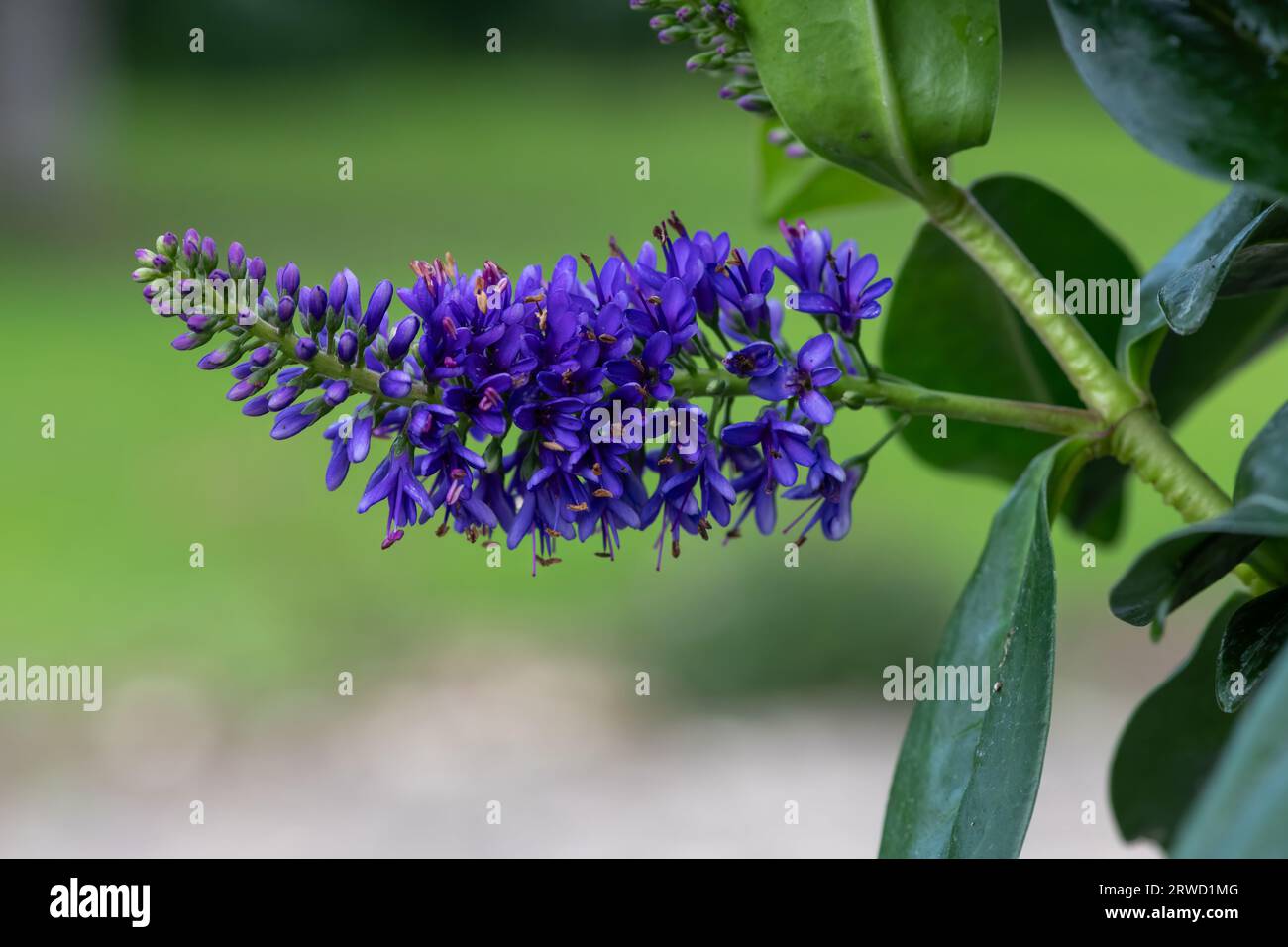 Close up of a purple hebe flower in bloom Stock Photo - Alamy