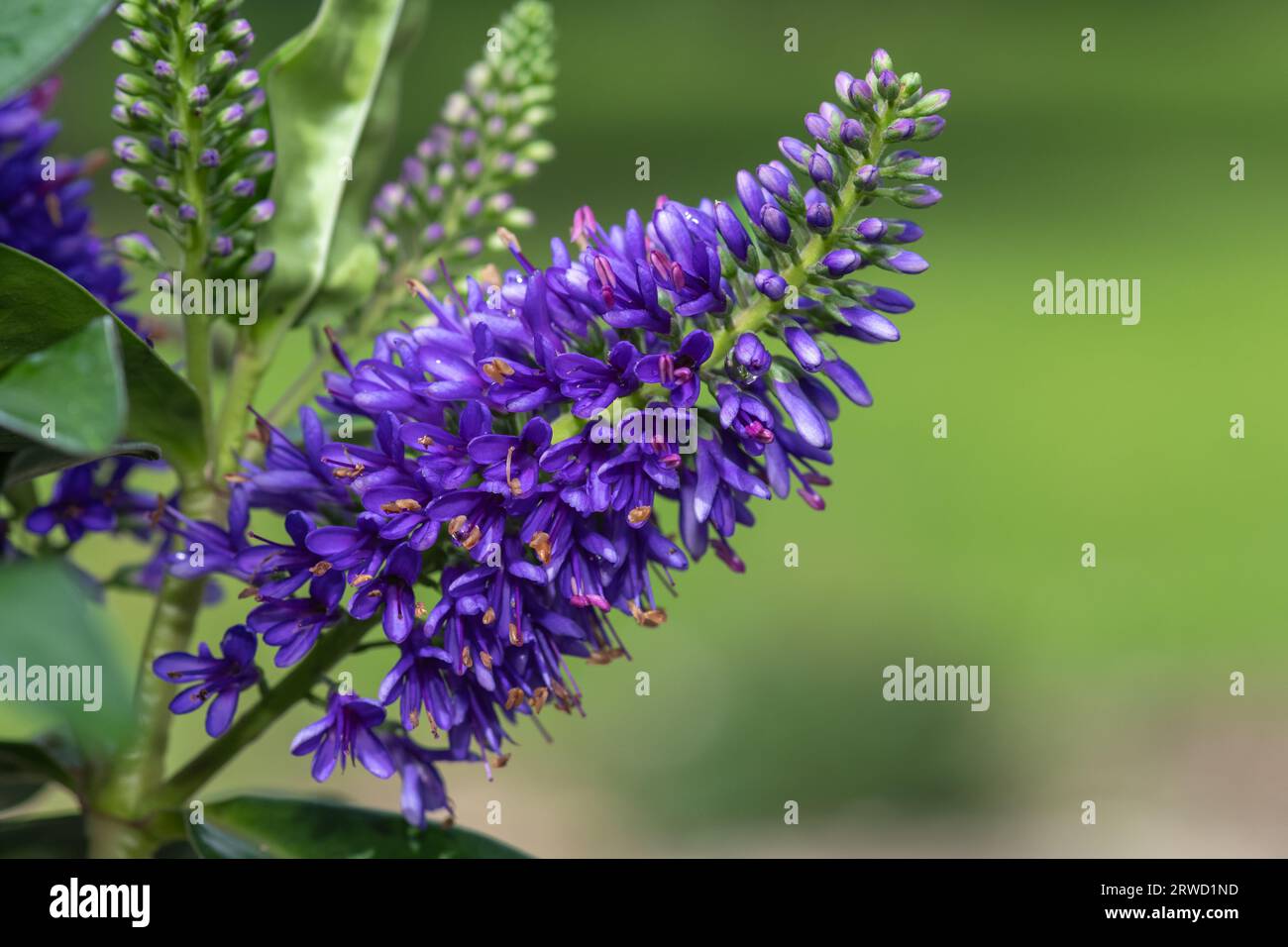 Close up of a purple hebe flower in bloom Stock Photo - Alamy