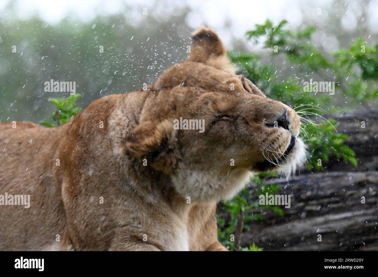 Lion shaking water hi-res stock photography and images - Alamy