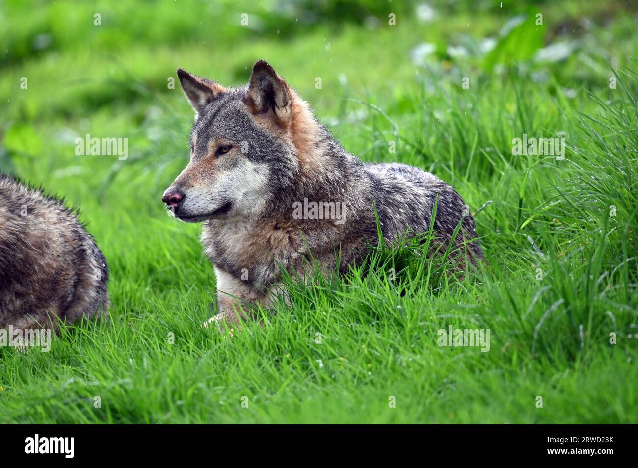 A wolf at Longleat near Warminster in southern England Stock Photo - Alamy