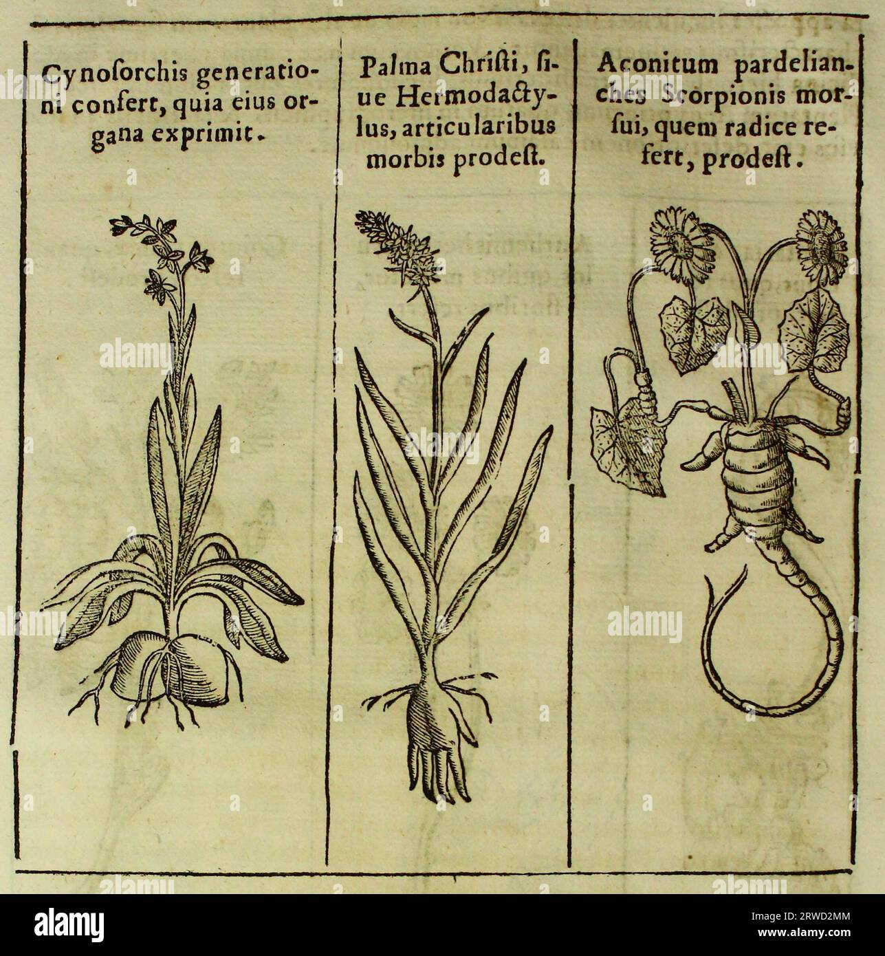 Athanasii Kircheri, Soc. Iesu, Oedipi Aegyptiaci Tomus III Stock Photo ...