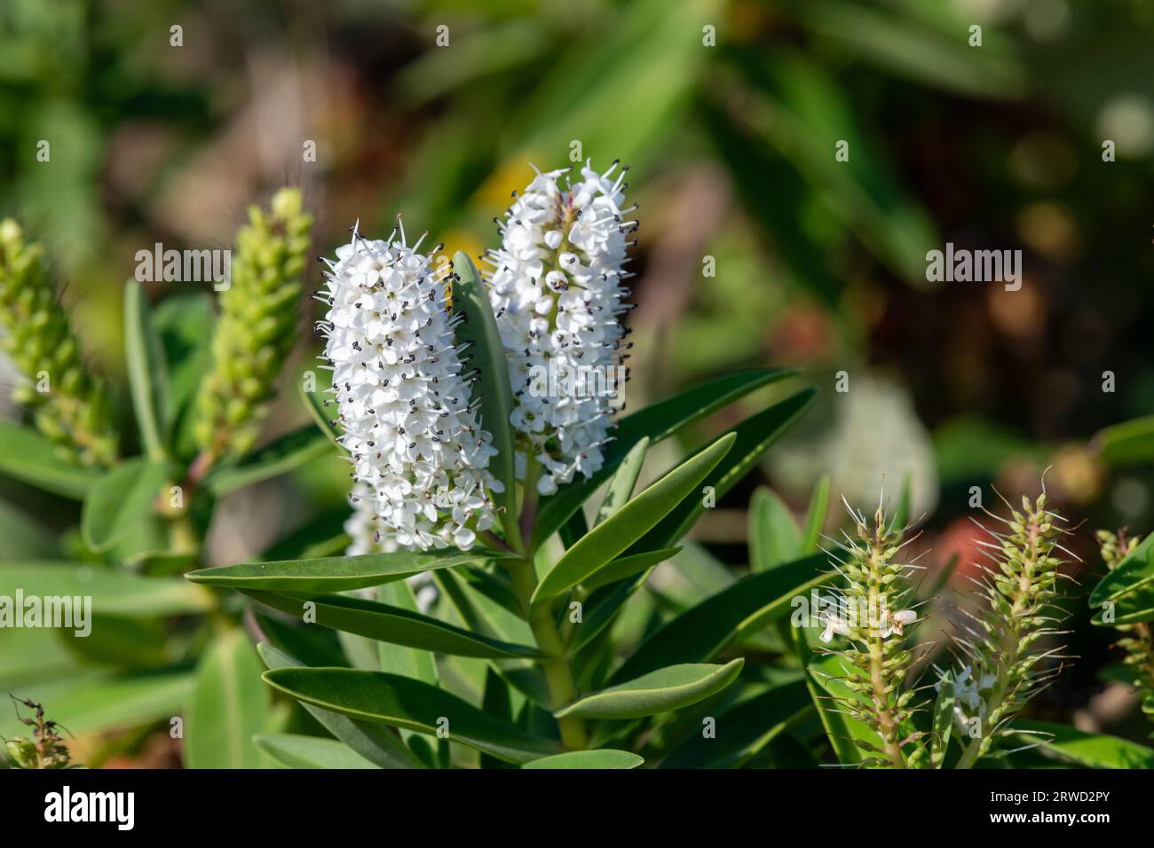 Close up of white hebe flowers in bloom Stock Photo - Alamy