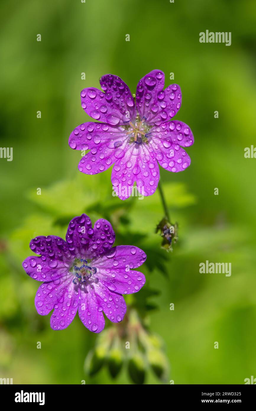 Macro shot of hedgerow geraniums (geranium pyrenaicum) in bloom Stock ...