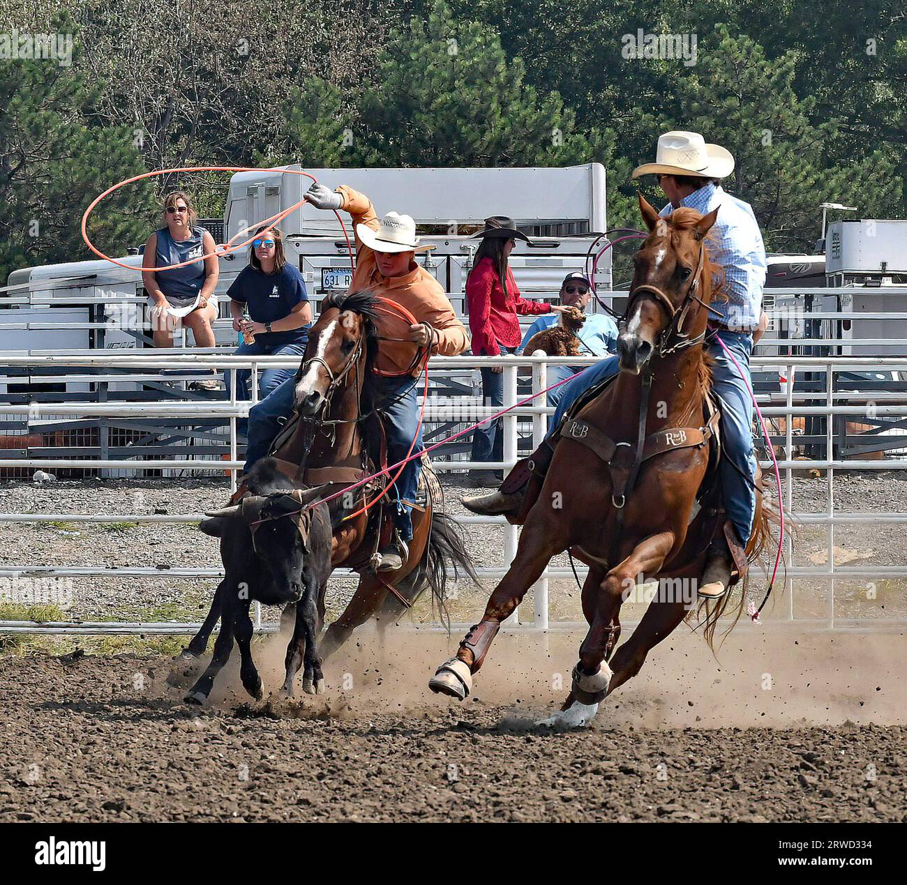 Team roping hi-res stock photography and images - Alamy