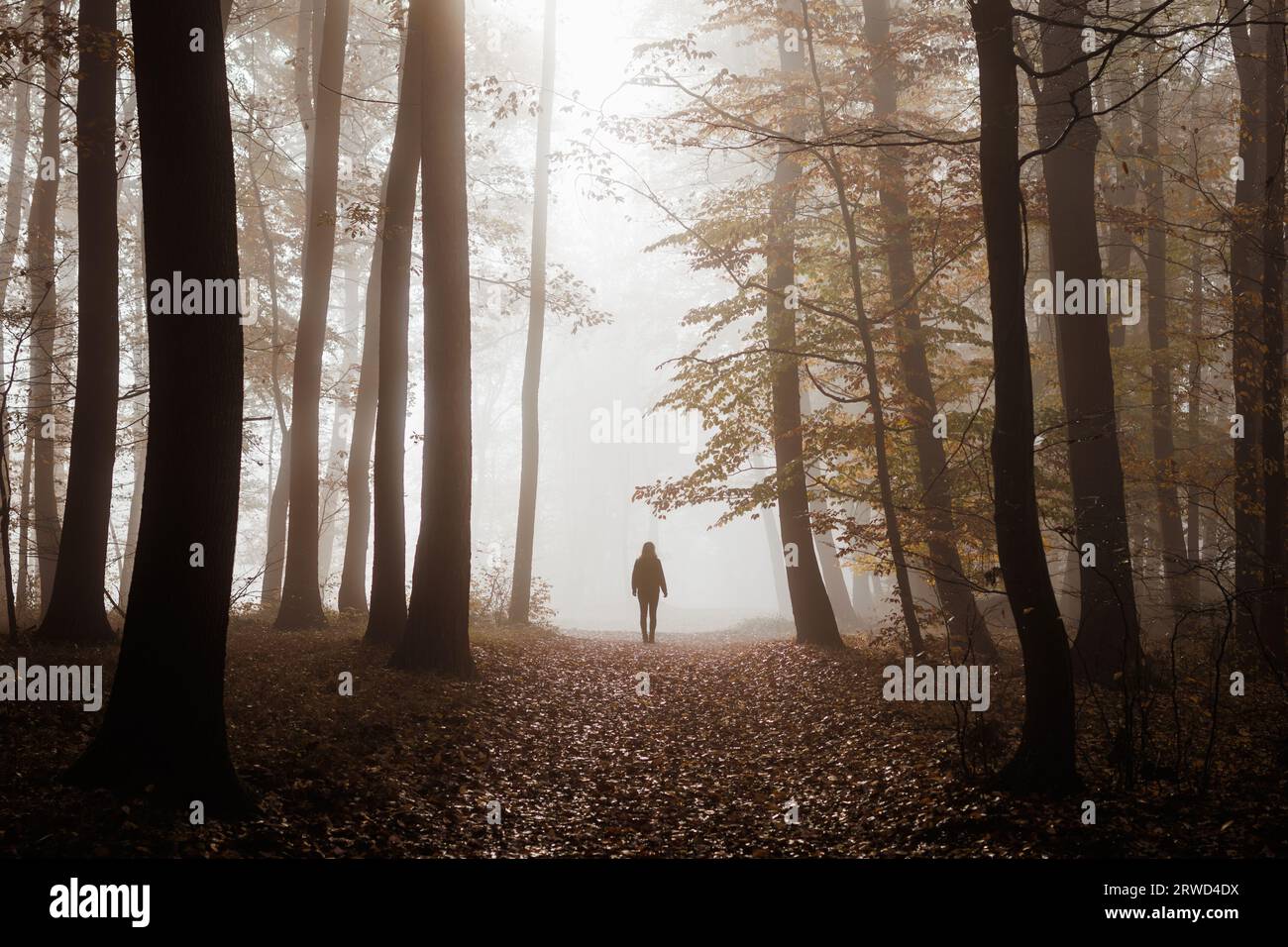 Silhouette of woman walks on footpath in dark foggy mystery forest ...