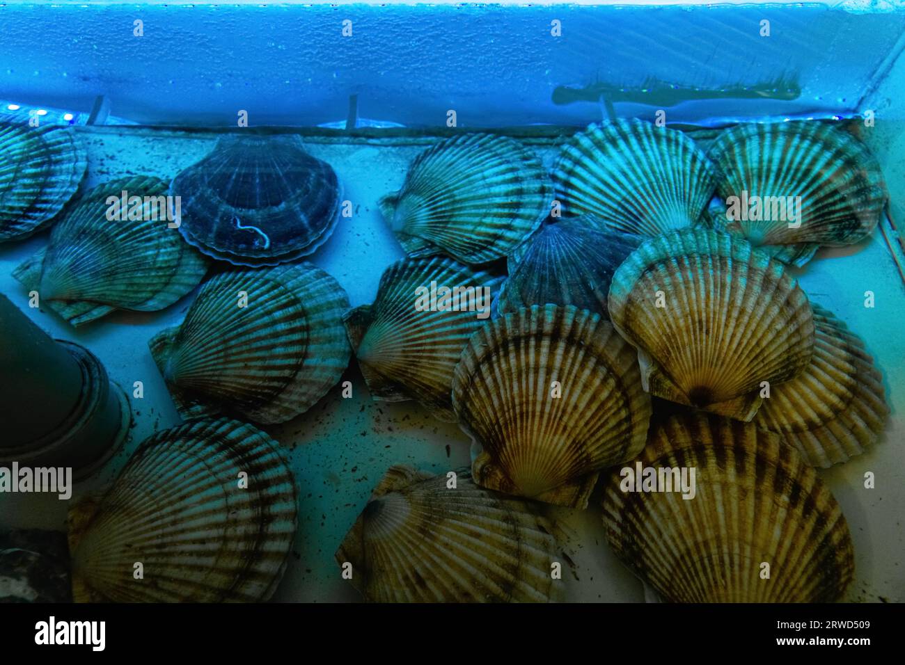 Live red and purple scallops in seafood market Stock Photo - Alamy
