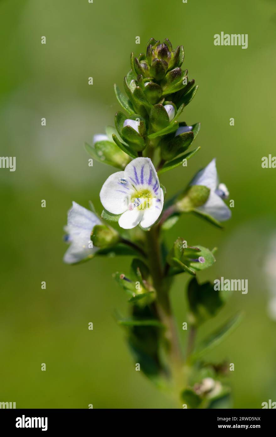 Thyme leaved perennial speedwell hi-res stock photography and images - Alamy