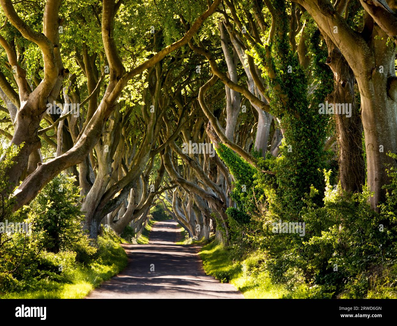 The Dark Hedges, Stranocum, County Antrim , Northern Ireland Stock ...