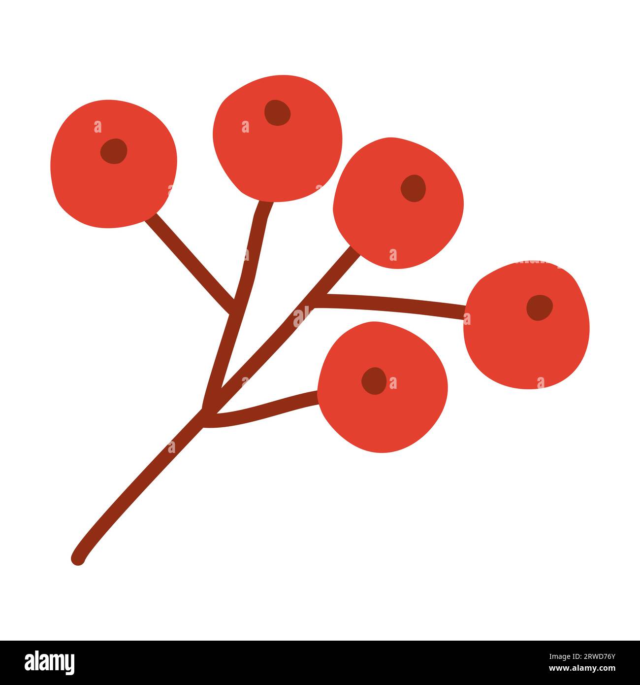 Rowan branch with red berries, element for winter holidays decoration ...