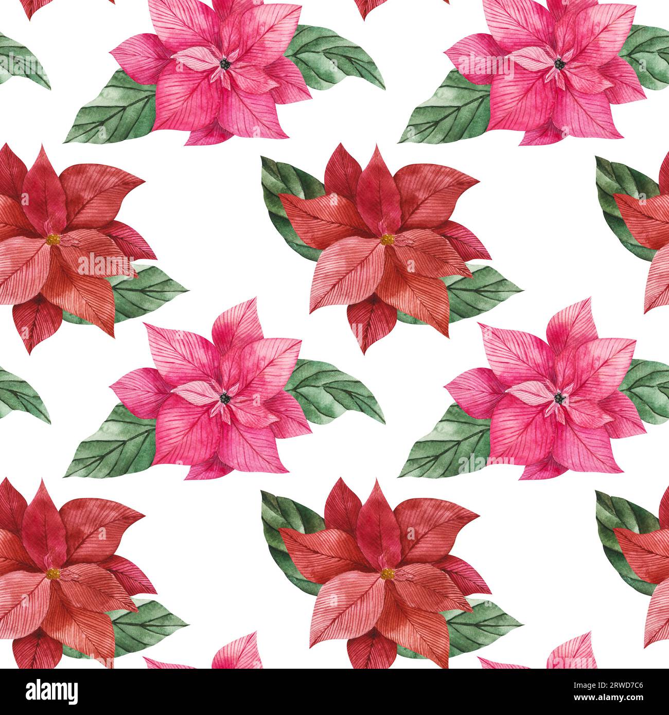 Watercolor seamless pattern of poinsettia flowers in red and pink with ...