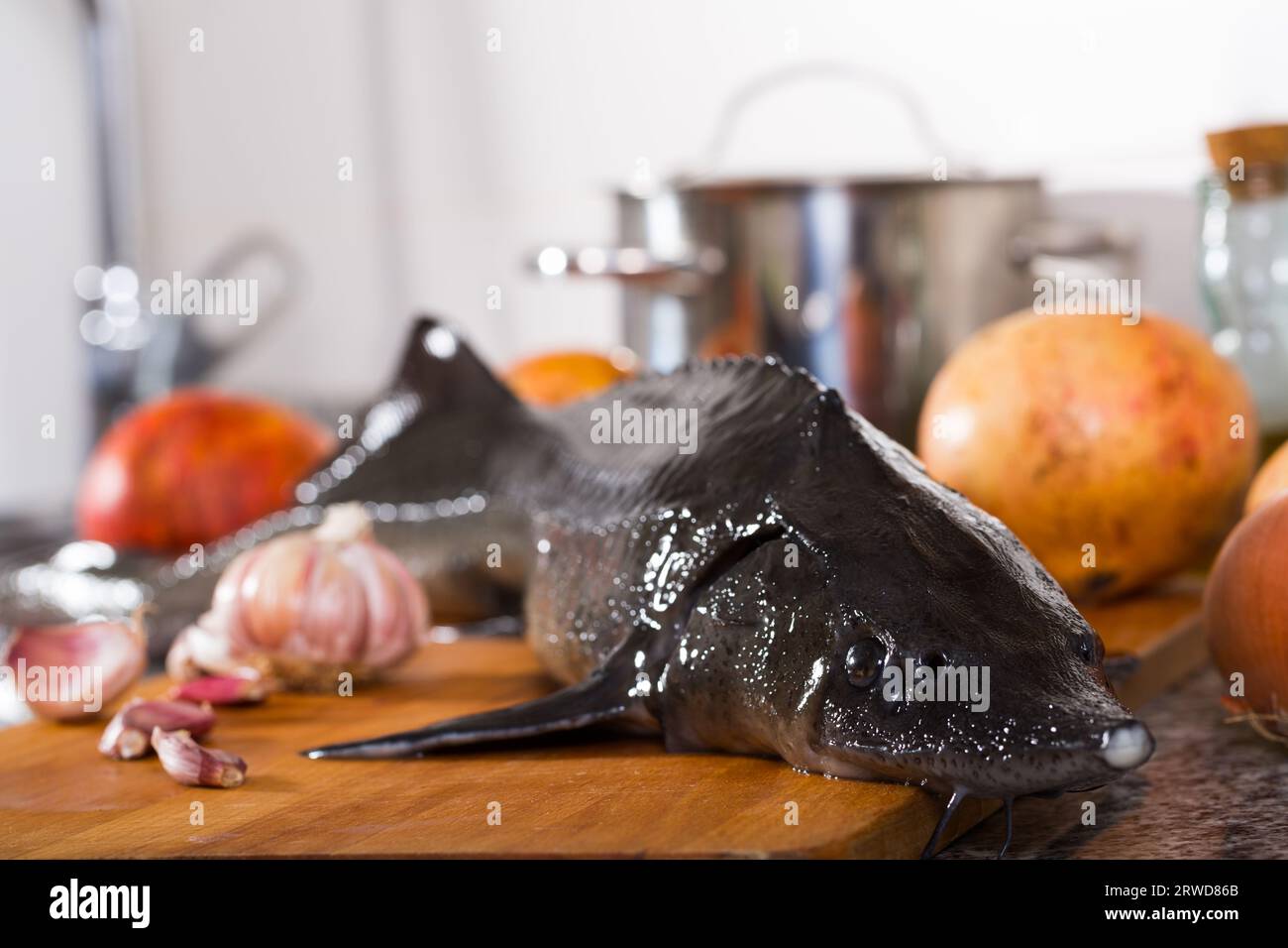 Picture sturgeon hi-res stock photography and images - Alamy