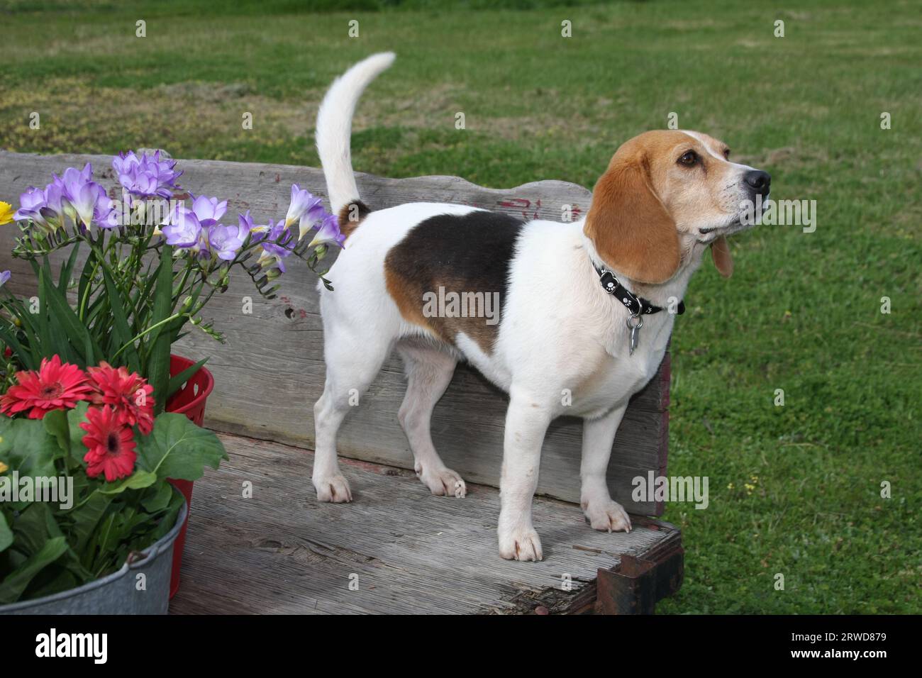 Beagle standing in the back of an old wooden trailer by a bucket of ...
