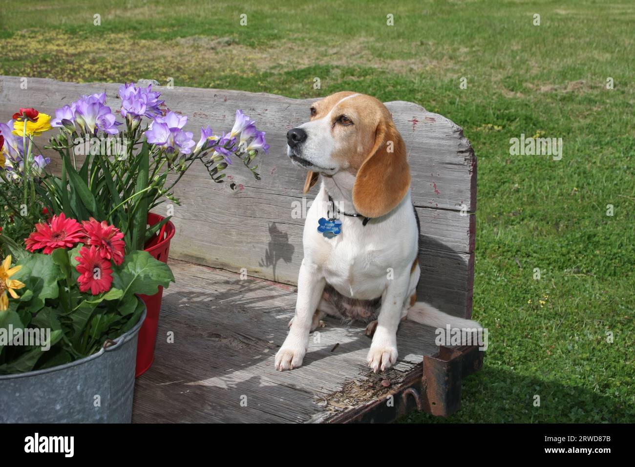 Beagle sitting in the back of an old wooden trailer next to a bucket of ...