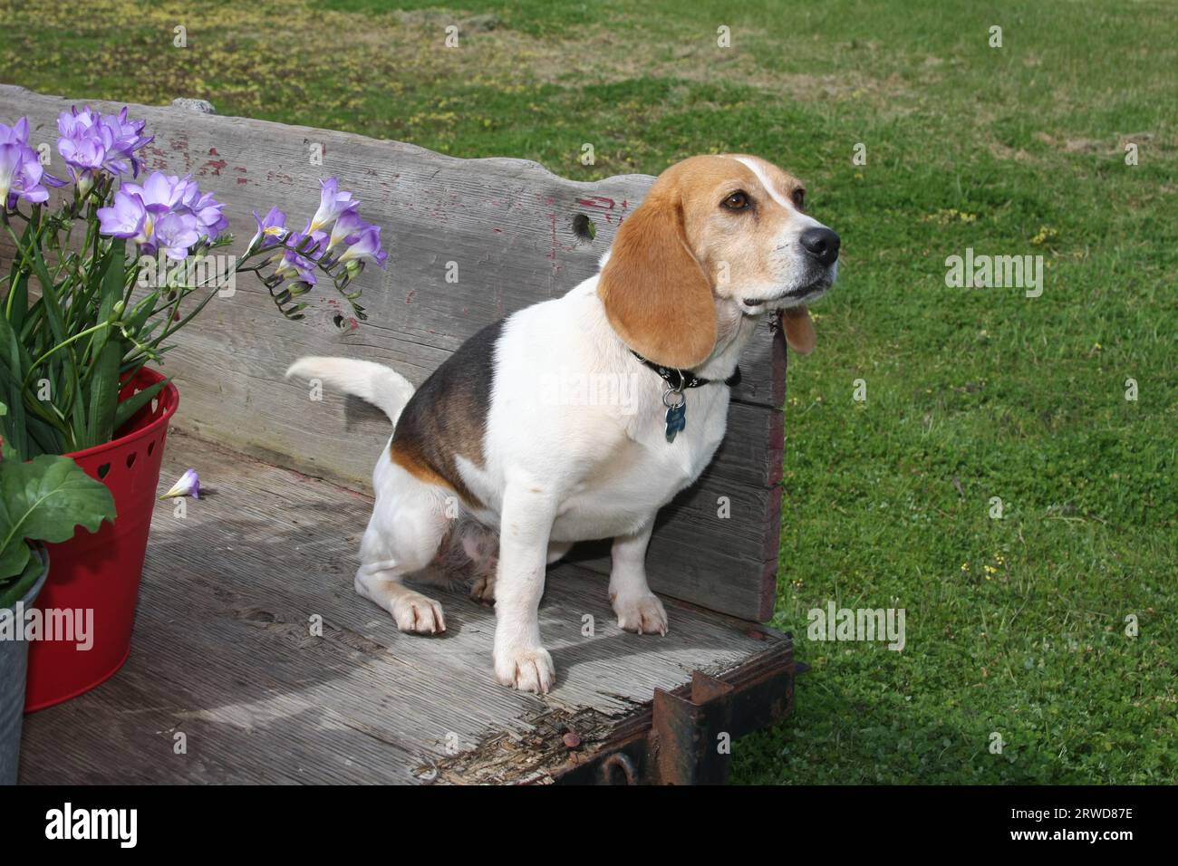 Beagle sitting in the back of an old wooden trailer next to a bucket of ...