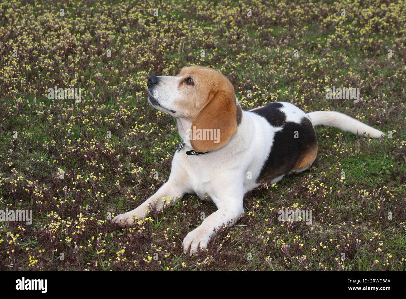 Beagle laying on ground in a field of wildflowers Stock Photo - Alamy