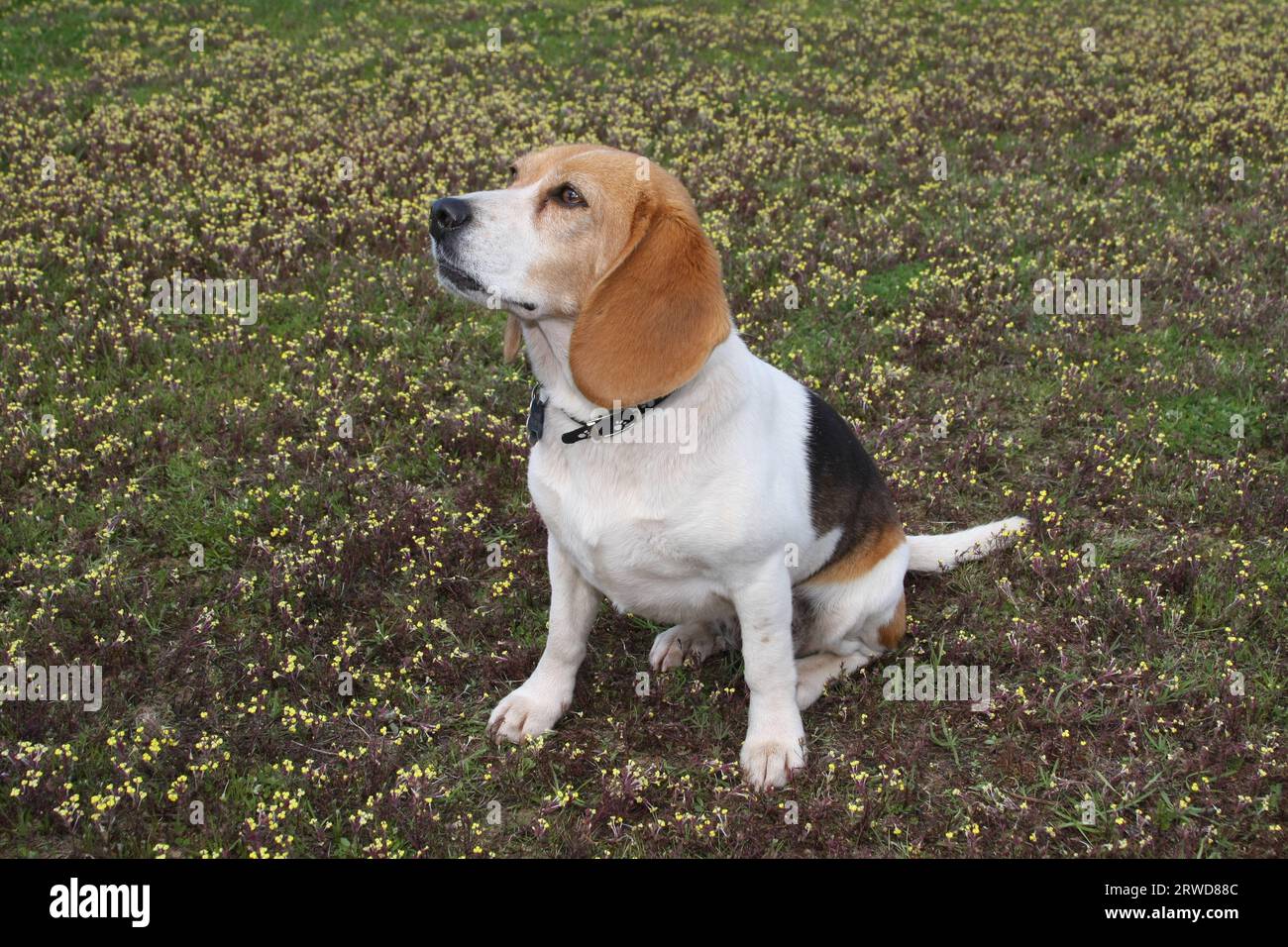 Howling beagle hi-res stock photography and images - Alamy