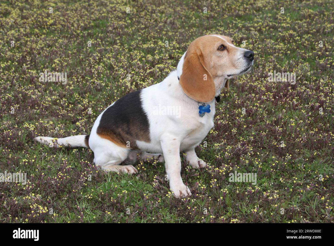 Beagle sitting in a field of wildflowers Stock Photo - Alamy