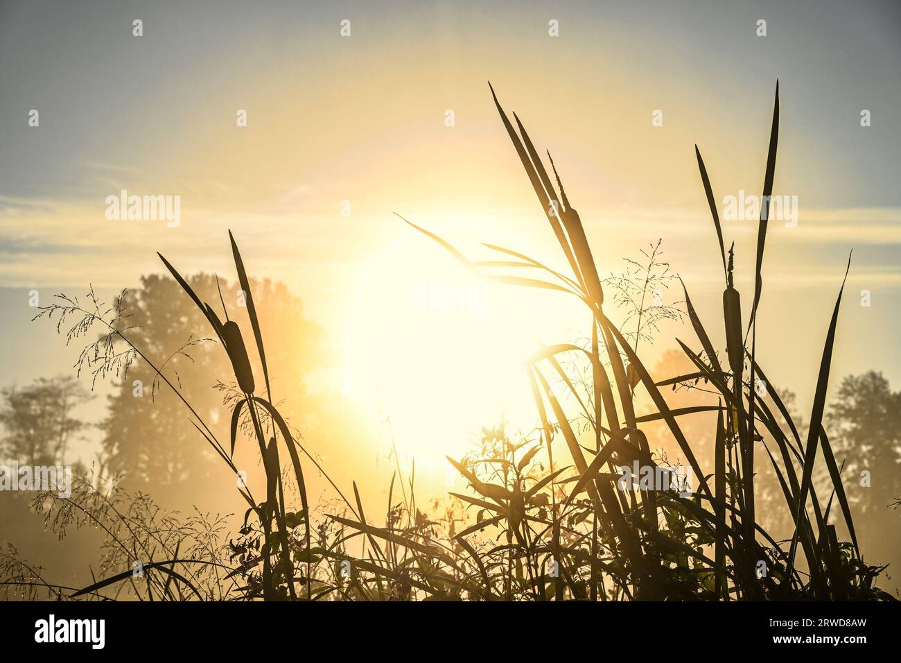 Cattails morning hi-res stock photography and images - Alamy