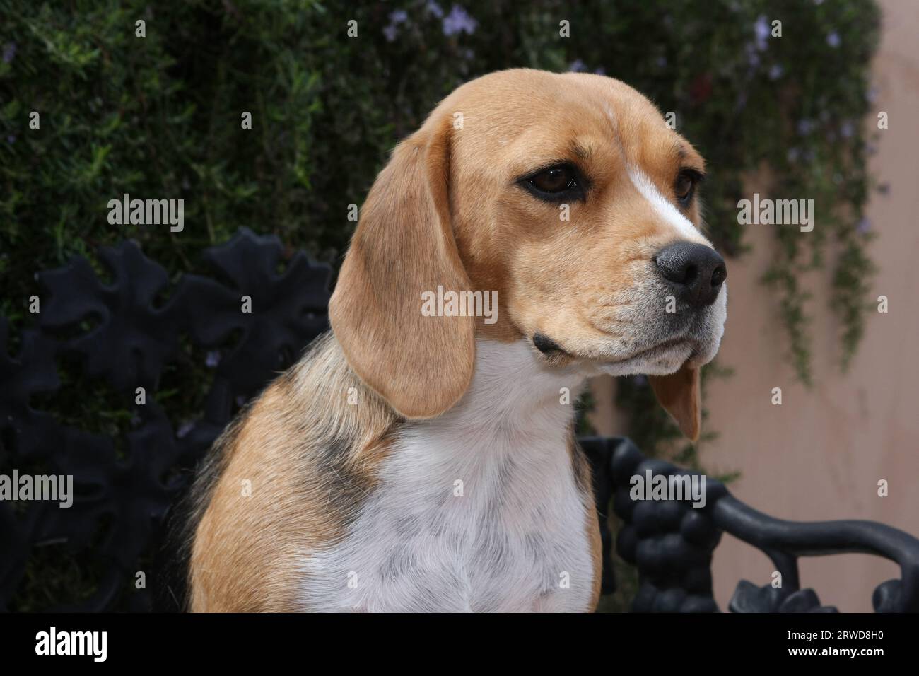 Beagle portrait in front of wall with greenery Stock Photo - Alamy