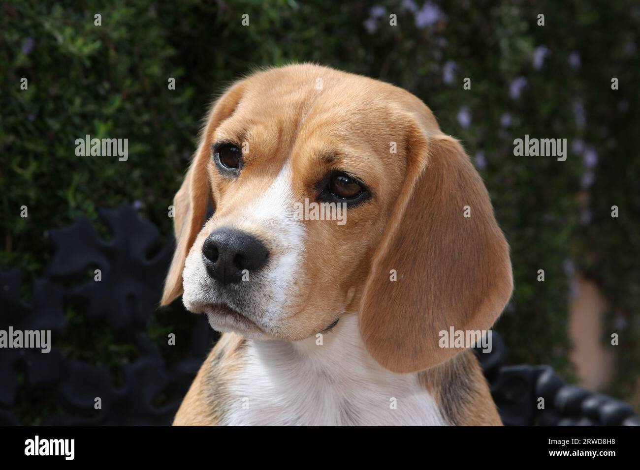 Beagle portrait in front of greenery Stock Photo - Alamy