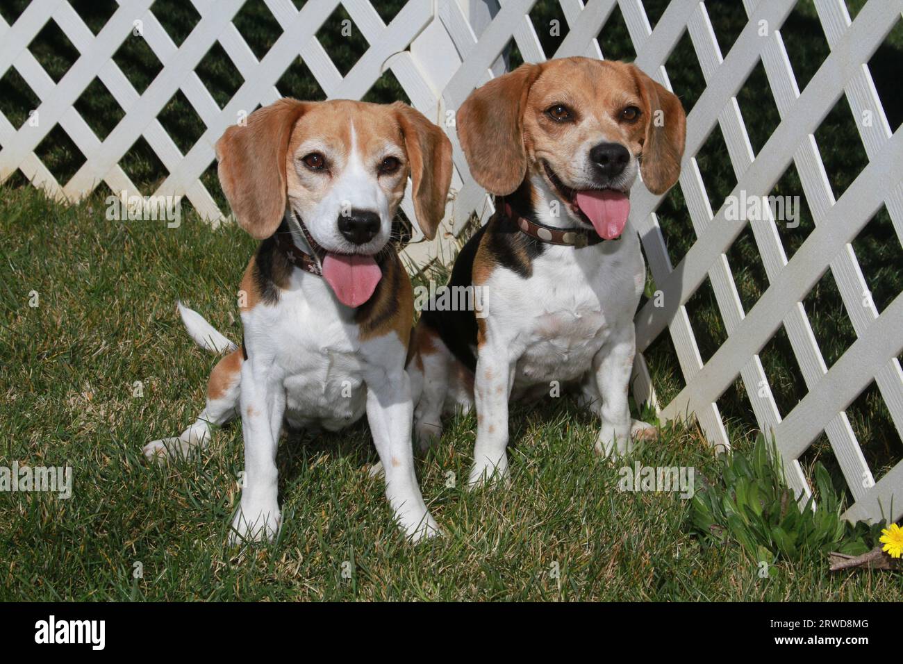 2 Beagles sitting on grass with a lath fence in background Stock Photo ...
