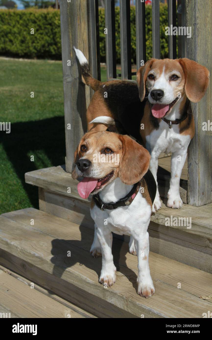 2 Beagles standing on steps of a patio Stock Photo - Alamy