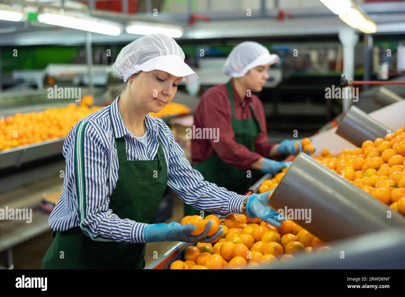 Female sorter working on mandarins sorting linea at factory Stock Photo ...