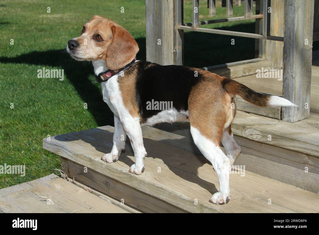 Beagle standing on the steps of a patio Stock Photo - Alamy