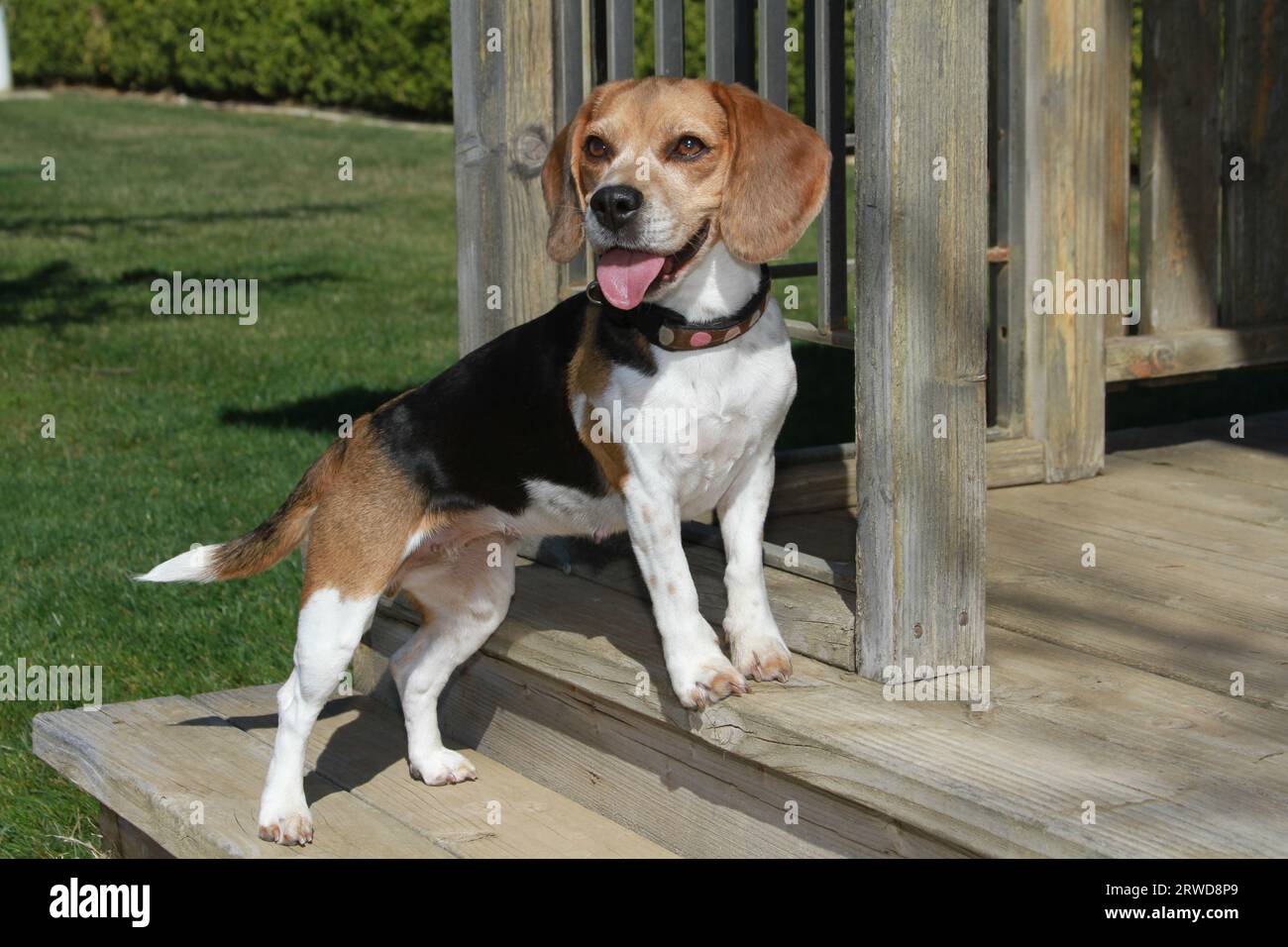 Beagle standing on the steps of a patio Stock Photo - Alamy