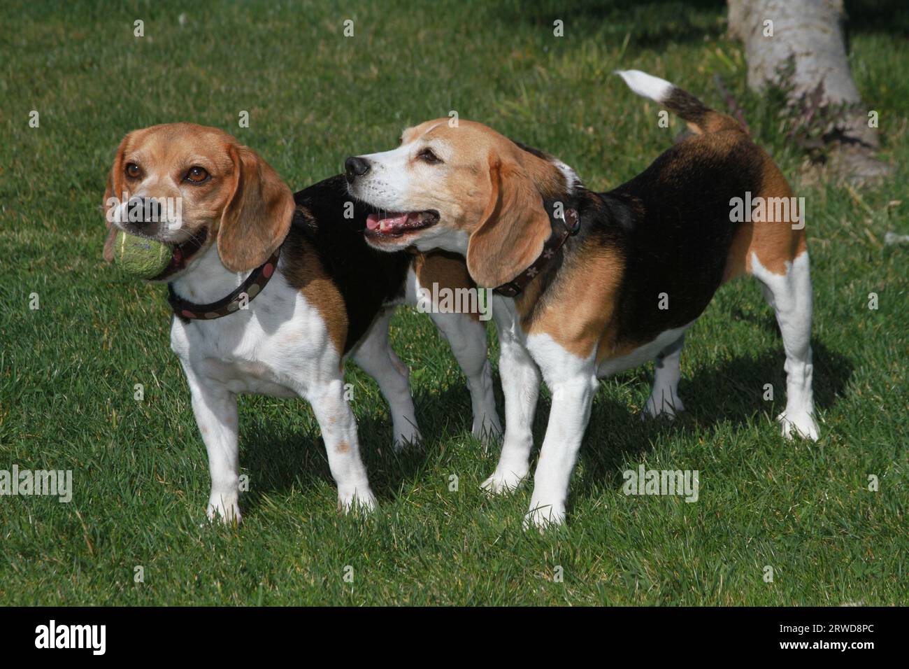 2 Beagles standin on grass. One has a ball in it's mouth Stock Photo ...