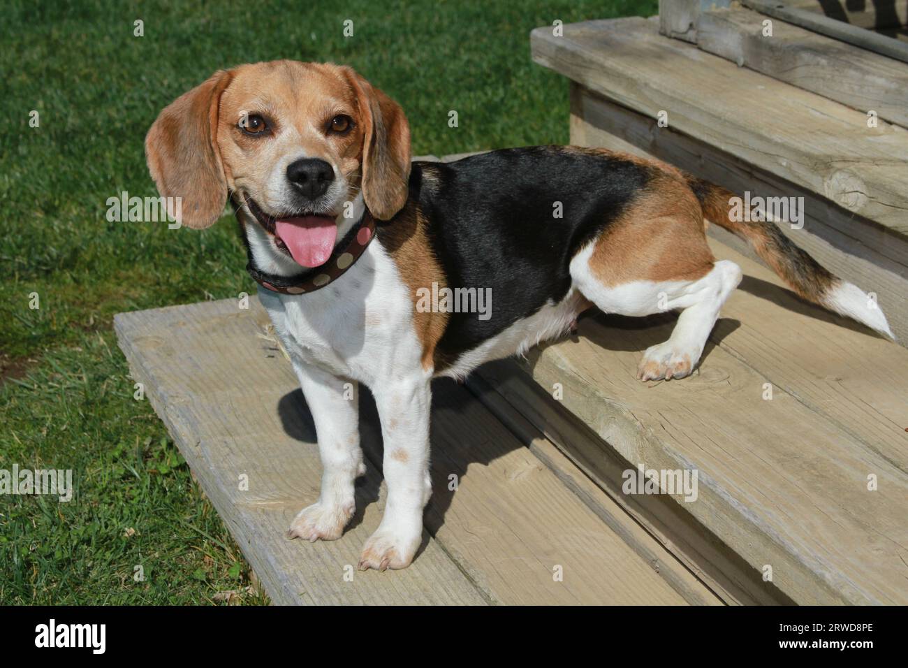 Beagle sitting on steps of patio grass in background Stock Photo - Alamy