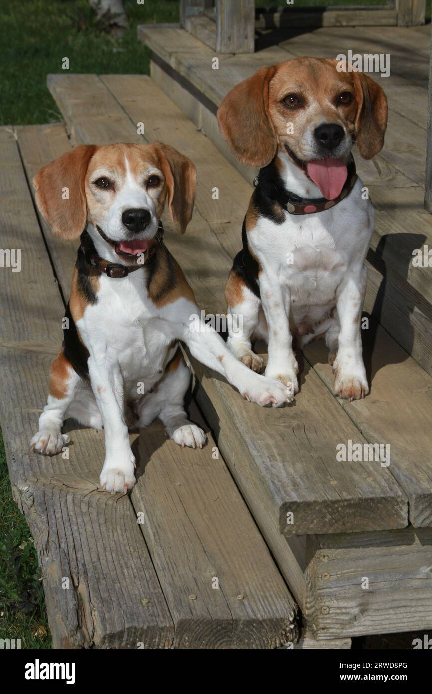 2 Beagles sitting on steps of patio with their paws touching Stock ...