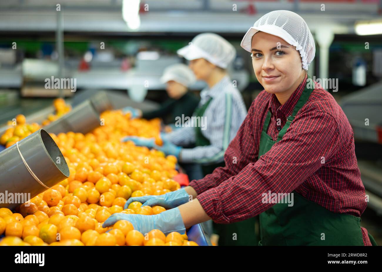 Glad woman in uniform sorts fresh ripe tangerines on the conveyor belt ...