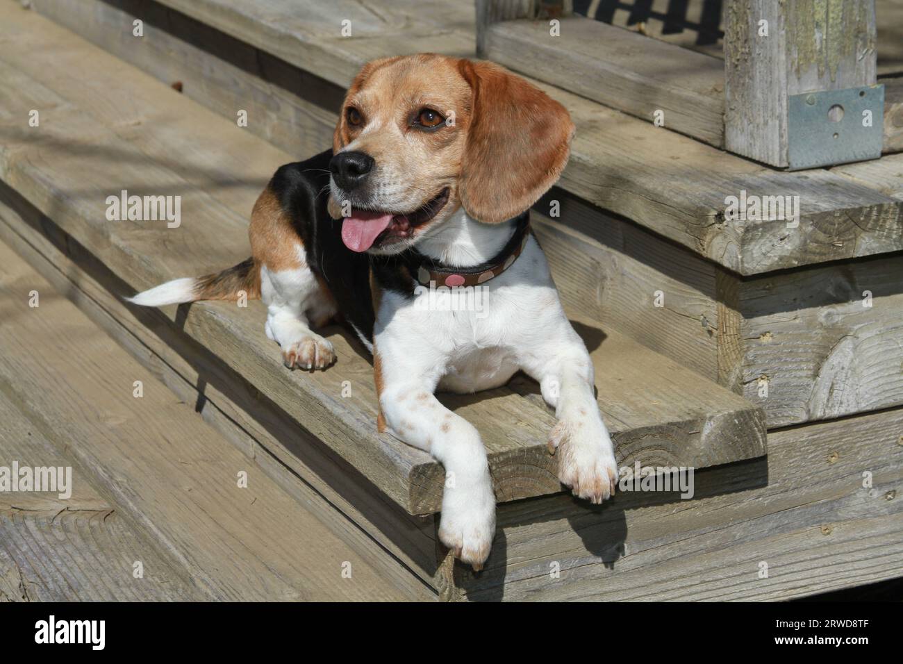 Beagle laying on the steps on a patio Stock Photo - Alamy
