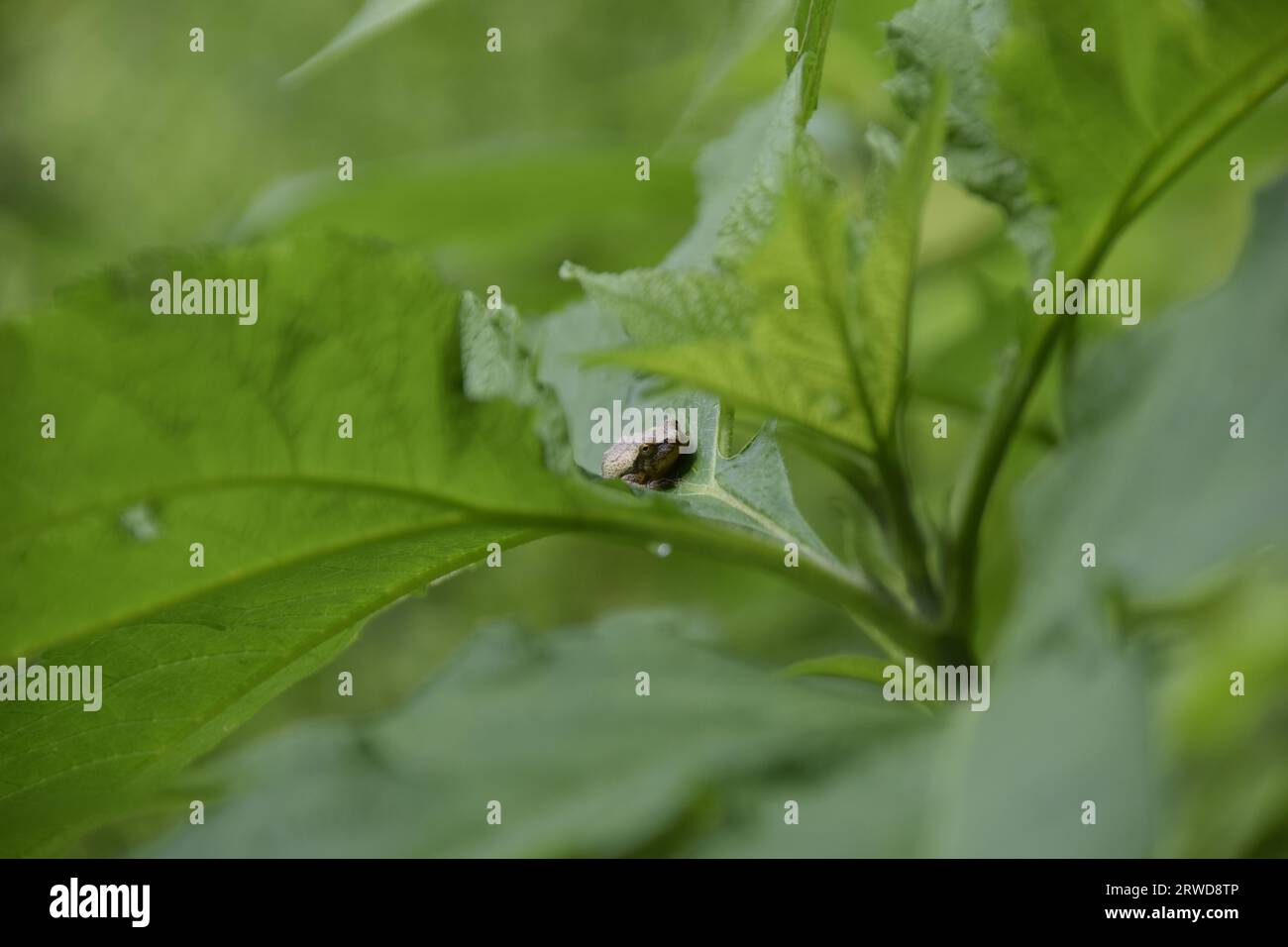 Spring Peeper (Pseudacris Crucifer Stock Photo - Alamy