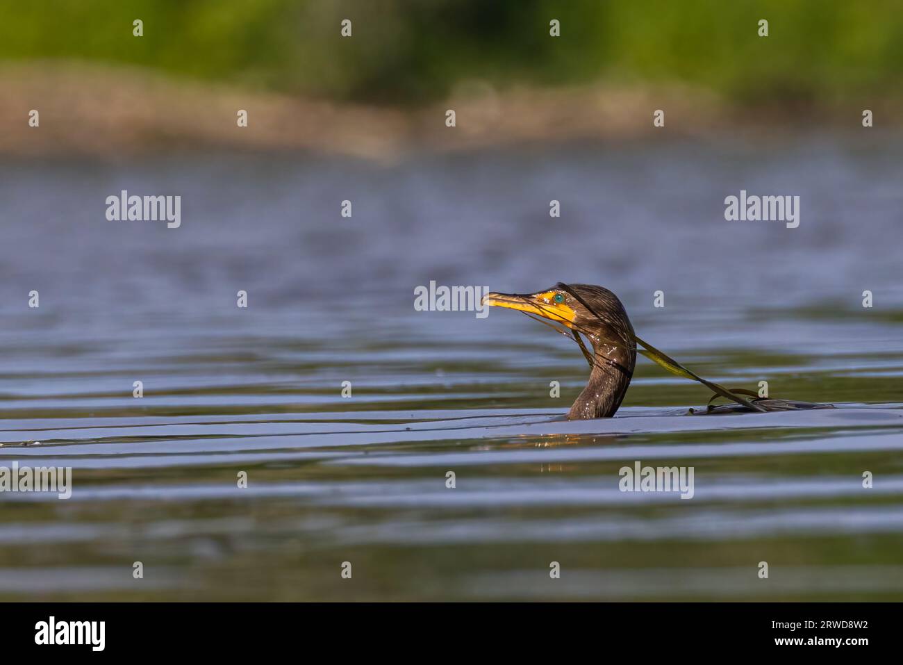 Sunning double crested cormorant hi-res stock photography and images ...