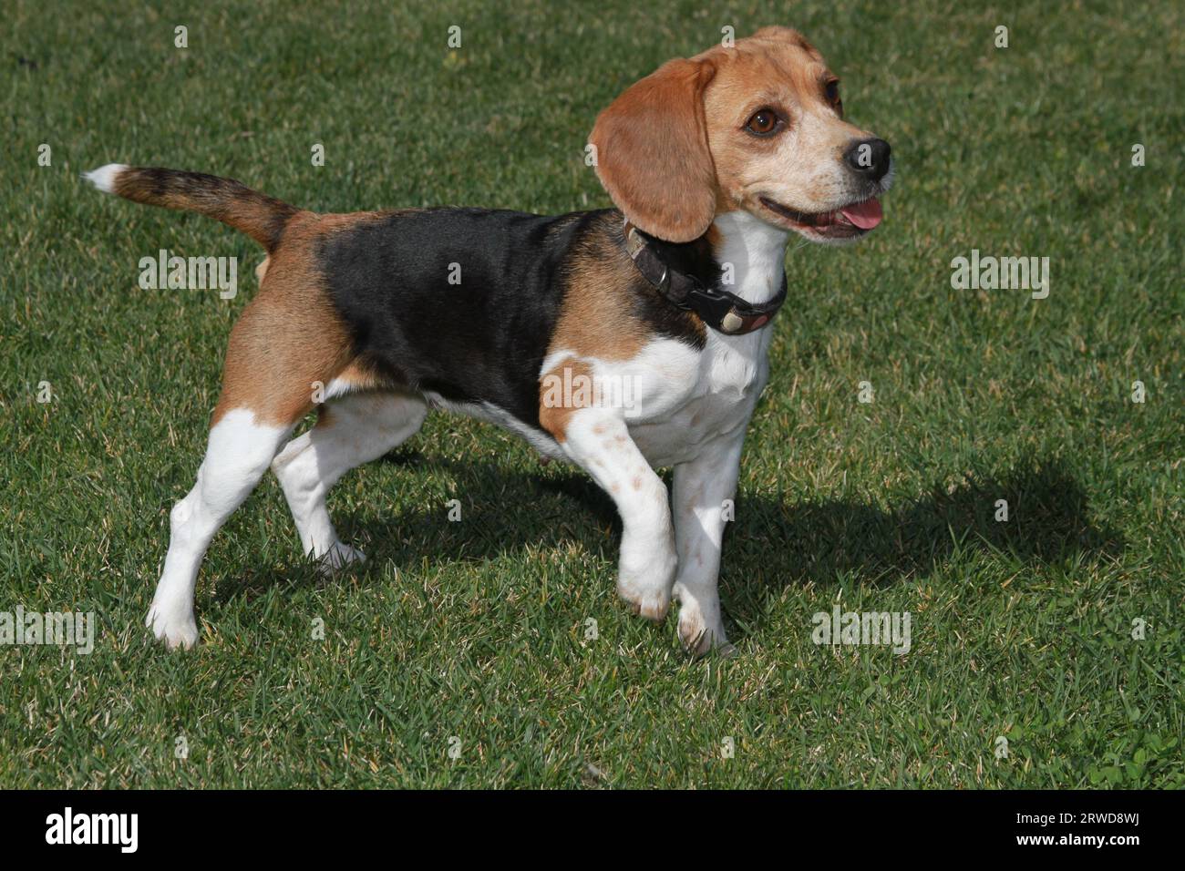Beagle standing hi-res stock photography and images - Alamy