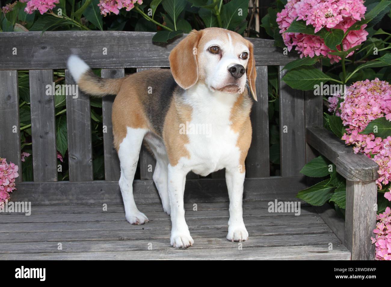 Beagle standing on a bench next to a bush of hydrangeas Stock Photo - Alamy