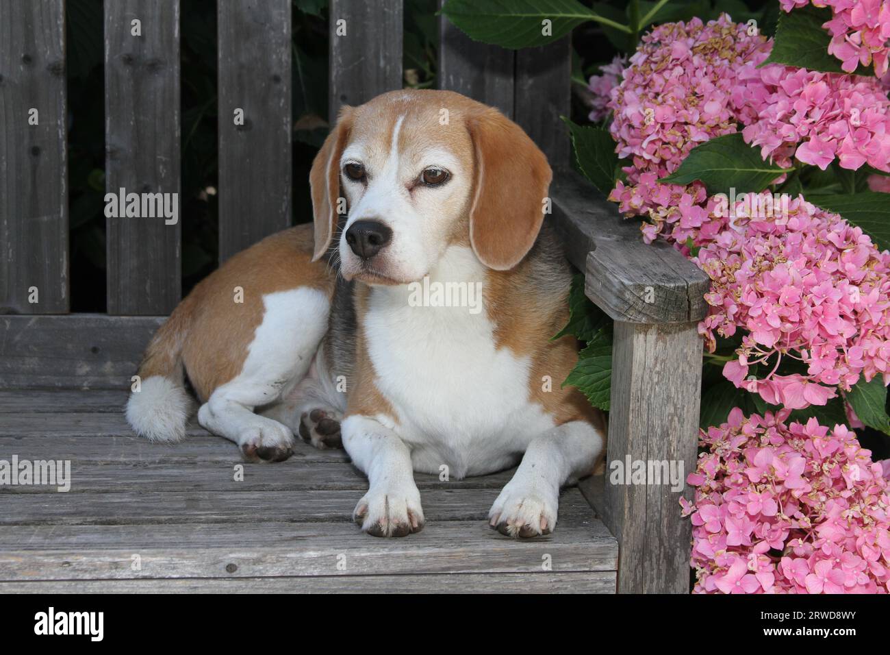 Beagle laying on a bench next to a bush of hydrangeas Stock Photo - Alamy
