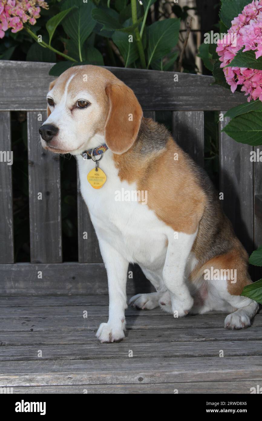 Beagle sitting on a bench next to a bush of hydrangeas Stock Photo - Alamy
