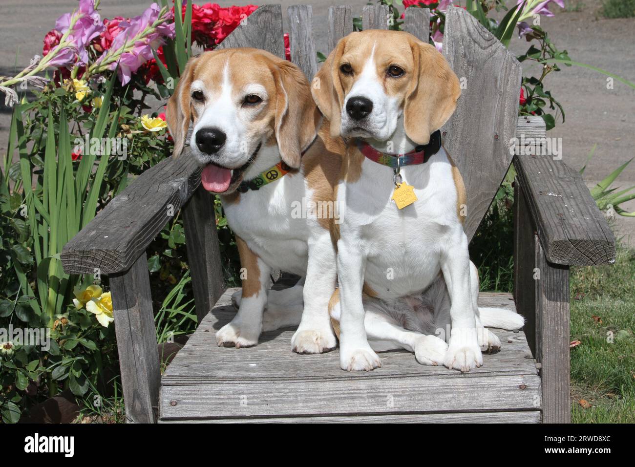 2 Beagles sitting in a chiar in the garden Stock Photo - Alamy