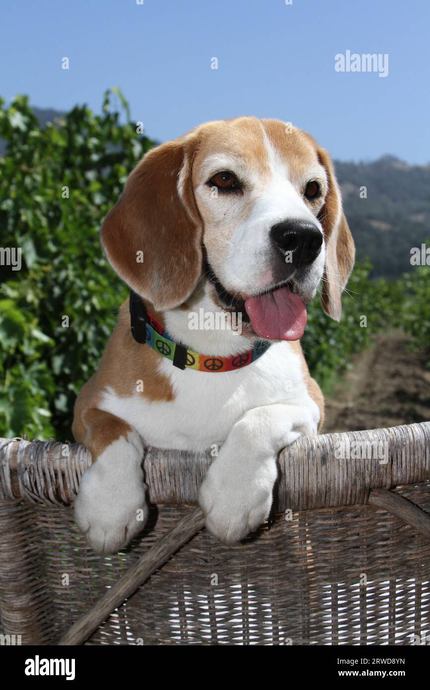 Beagle with paws up on the back of a chair. Vineyards and mountains in ...
