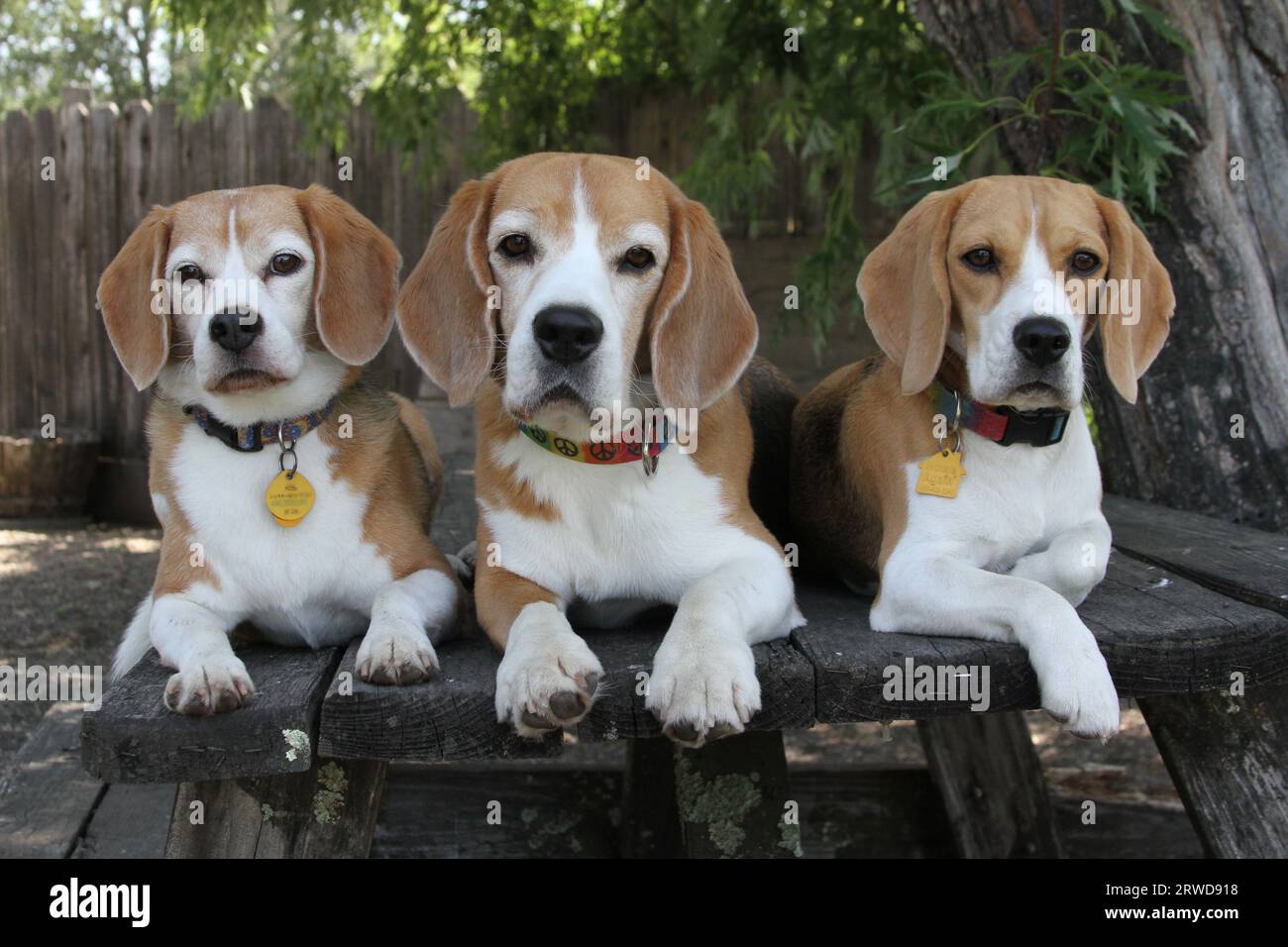 3 Beagles laying on a table in a picnic area Stock Photo - Alamy