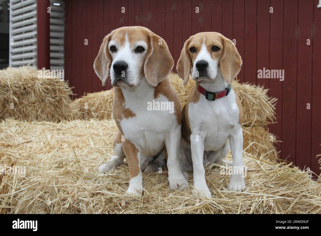 2 Beagles sitting on hay bales in front of barn Stock Photo - Alamy