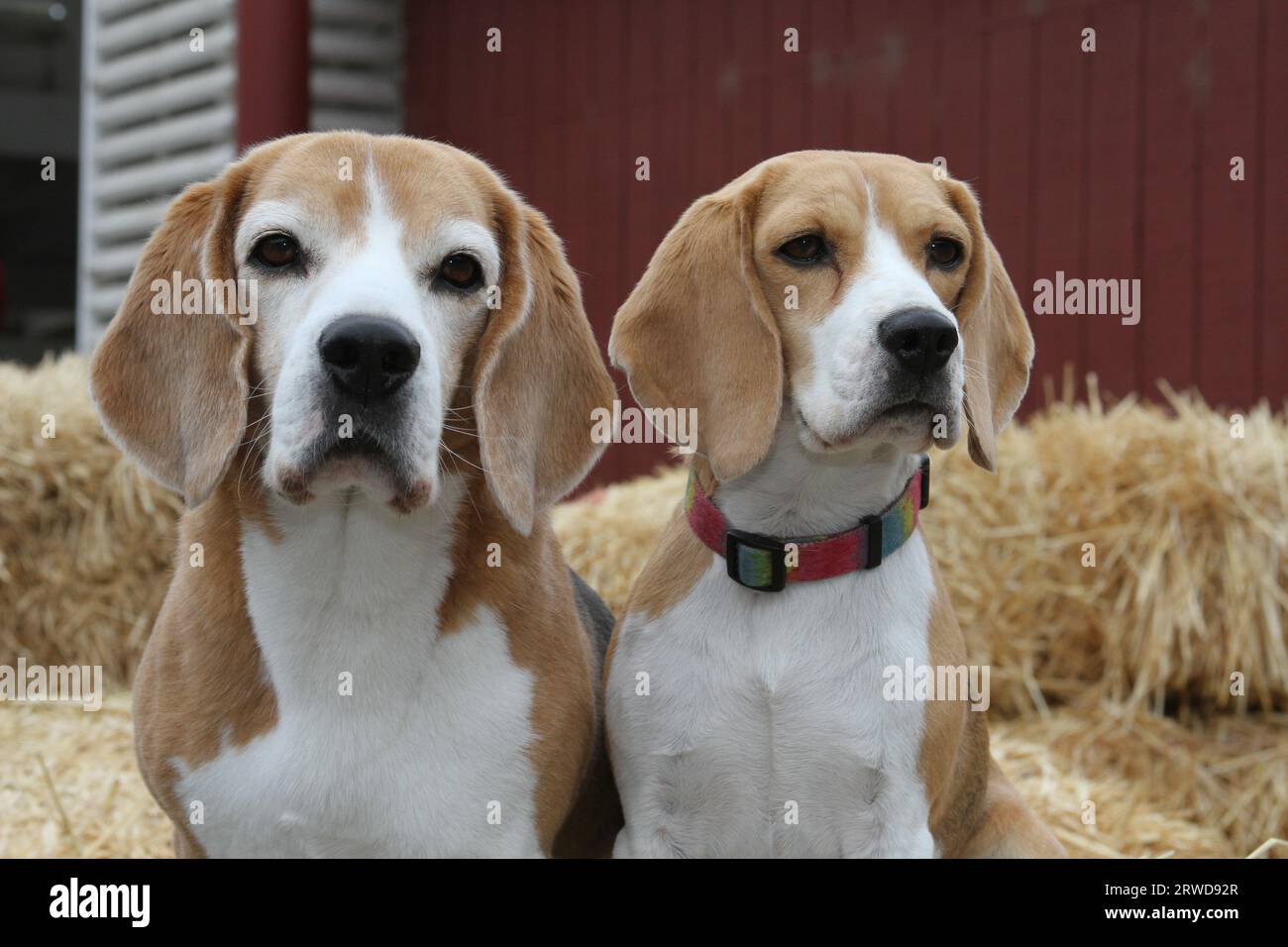 2 Beagles, portrait, on hay bales with barn in background Stock Photo ...