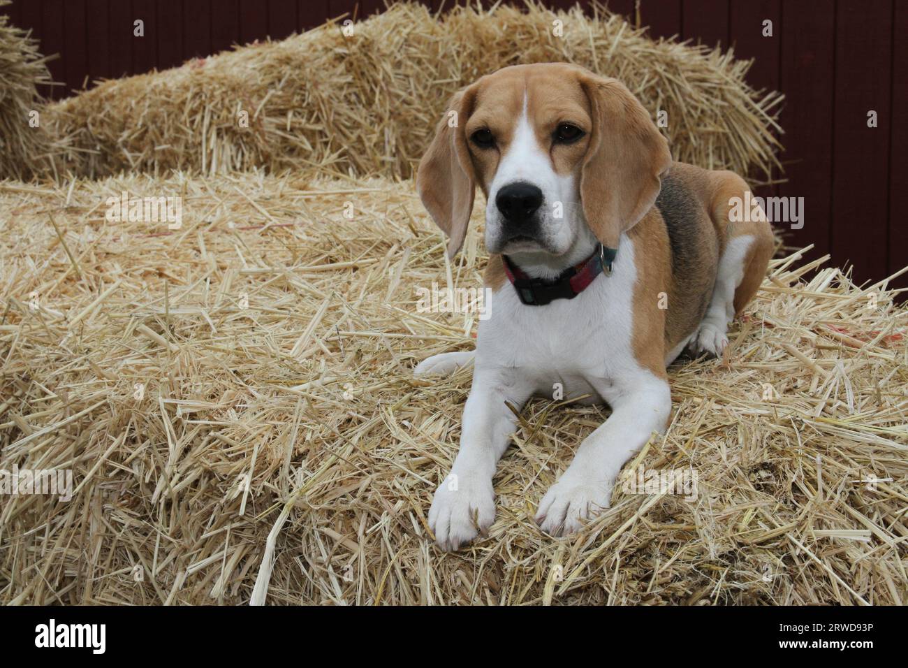 Beagle laying on hay bales by barn Stock Photo - Alamy