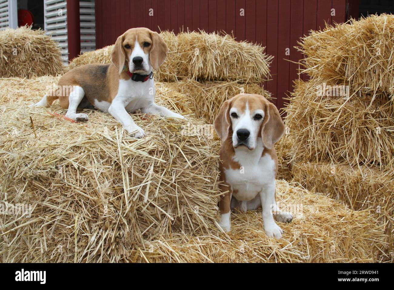 2 Beagles on hay bales in front of barn. One stting and one laying ...