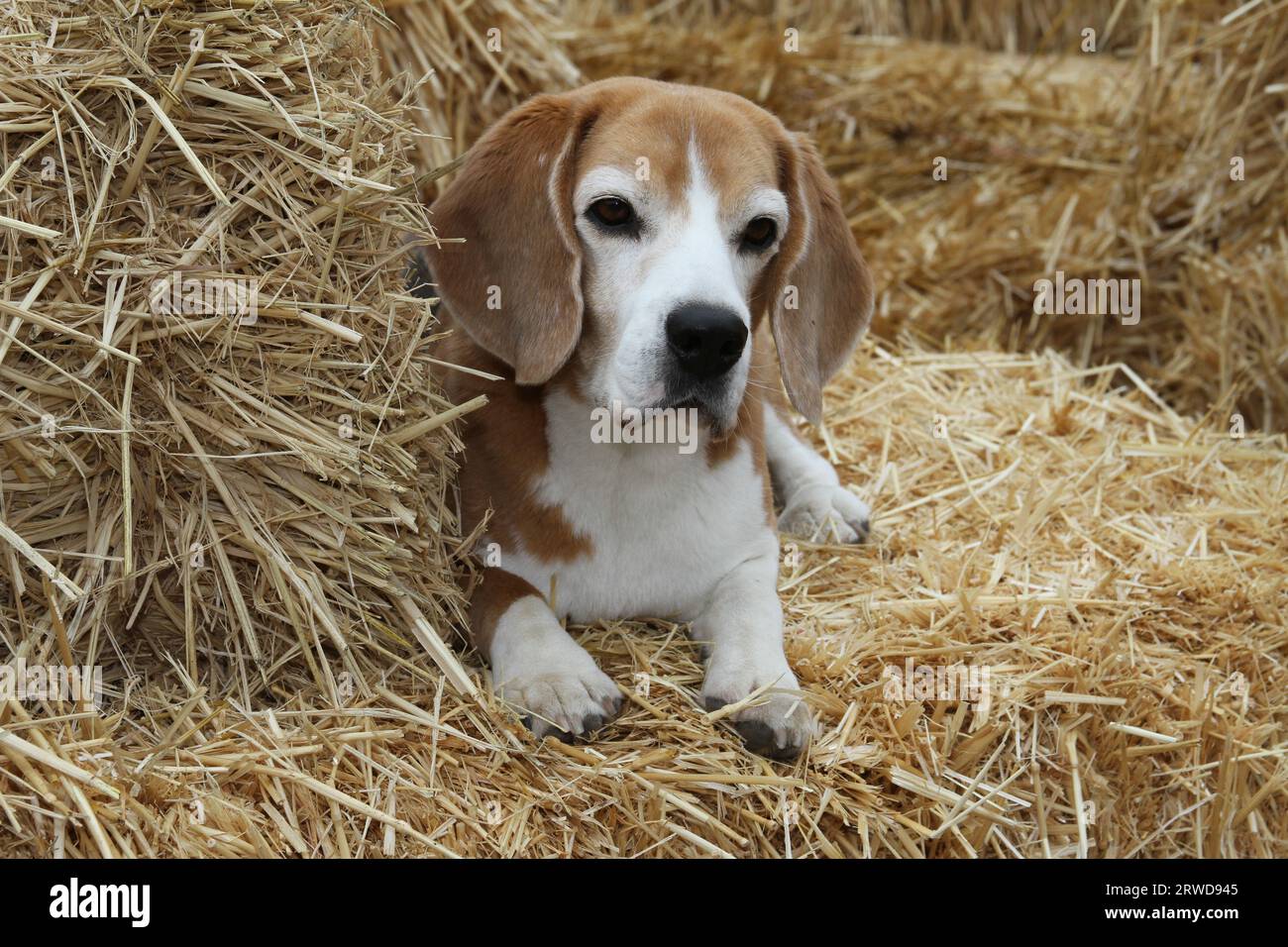 Beagle laying on hay bales by barn Stock Photo - Alamy